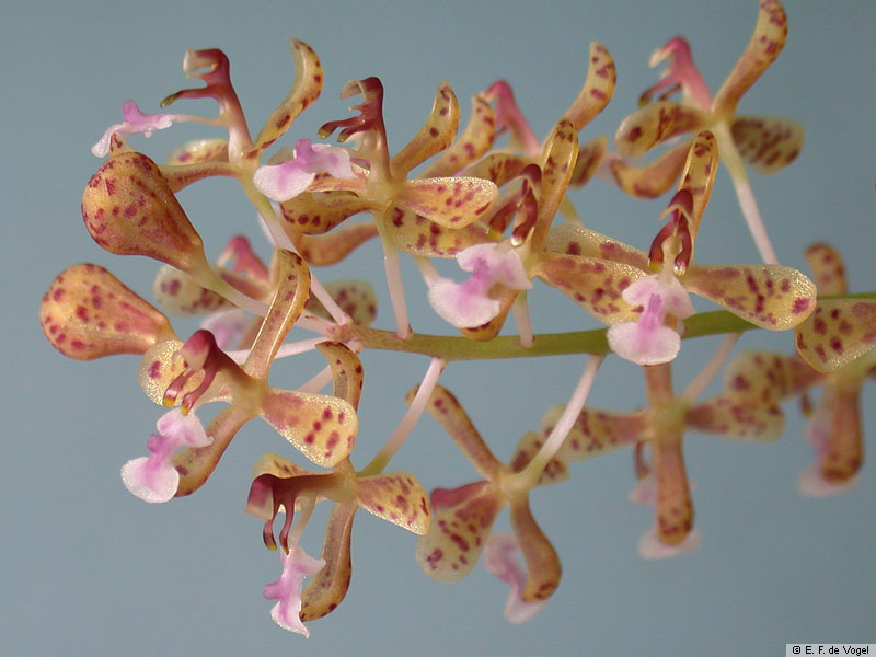 Acriopsis densiflora Lindl. var. borneensis (Ridl.) Minderh. & de Vogel ...