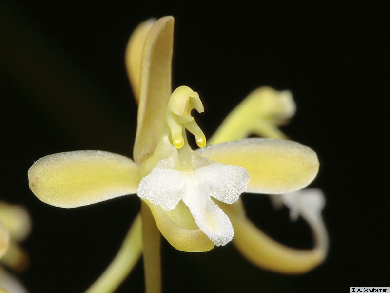 Acriopsis liliifolia (J.Koenig) Ormerod, cultivated at the Hortus ...
