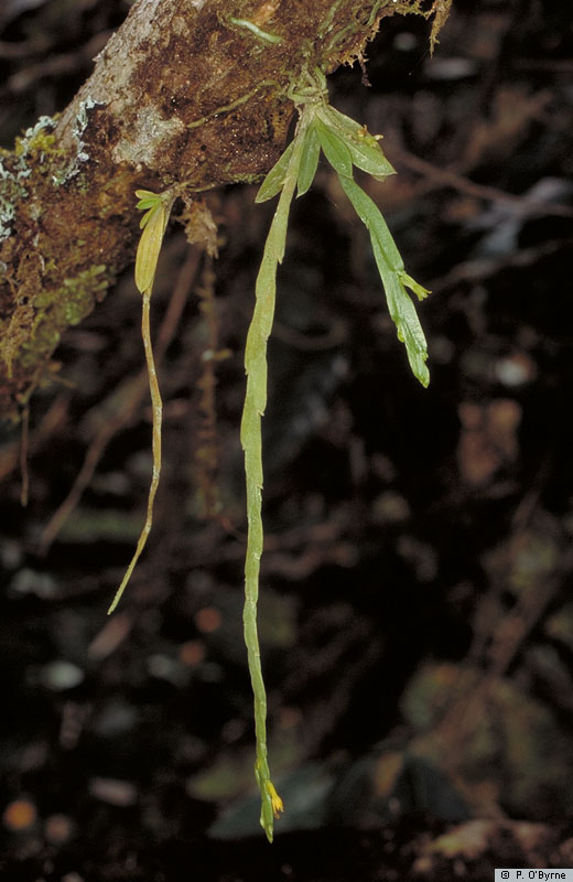 Microtatorchis javanica J.J.Sm., in situ, Peninsular Malaysia ...