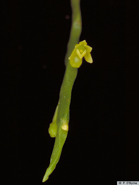 Microtatorchis taenioides P.O'Byrne, in situ, Sulawesi