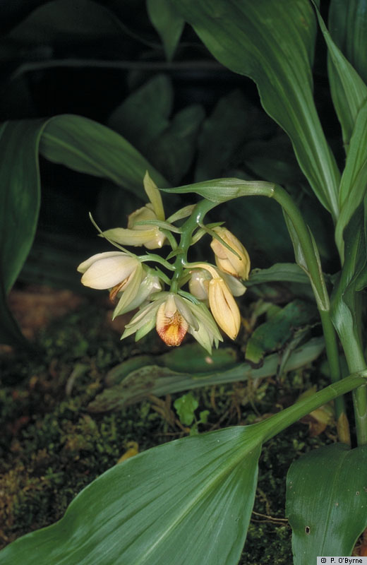 Distribution: Tropical Asia, Malesia, Australia, east to Niue