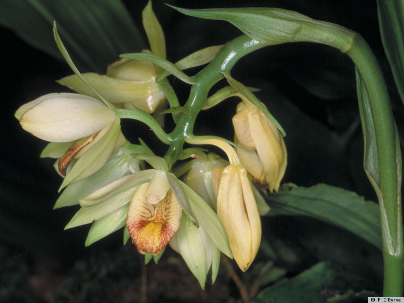 Distribution: Tropical Asia, Malesia, Australia, east to Niue