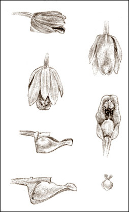 Geodorum citrinum Jacks., from Peninsular Malaysia Geodorum citrinum ...