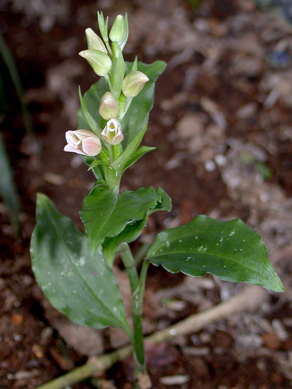 Distribution: Temperate North America, tropical Africa, Mascarenes ...