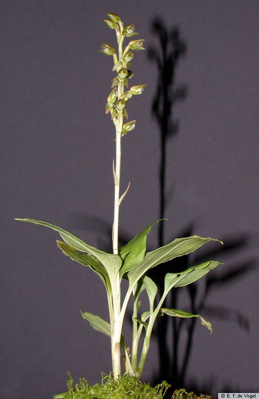 Goodyera viridiflora (Blume) Blume, cultivated at the Hortus Botanicus ...
