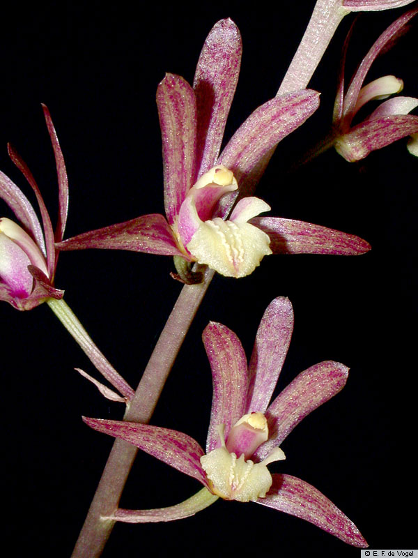 Tainia speciosa Blume, in situ, Peninsular Malaysia Tainia paucifolia ...