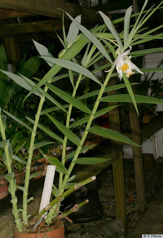 Distribution: Himalaya, SE Asia, Peninsular Malaysia